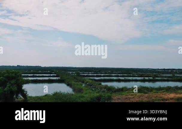 Beautiful view of a fish pond or shrimp pond (tambak), with trees and ...