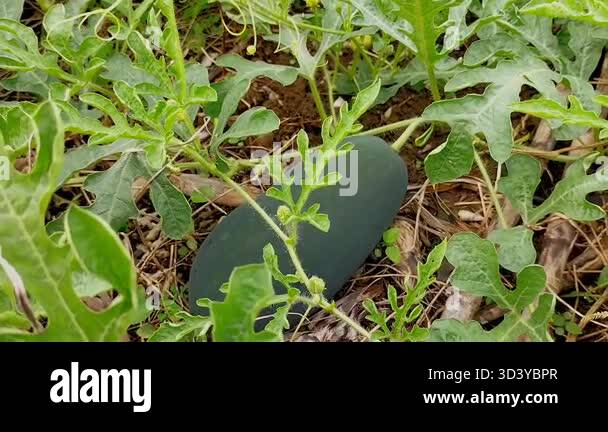 Footage of long shape watermelon, in the field, almost ready to be ...