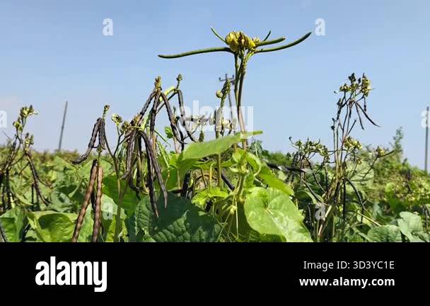 Mung bean flower Stock Videos & Footage - HD and 4K Video Clips - Alamy