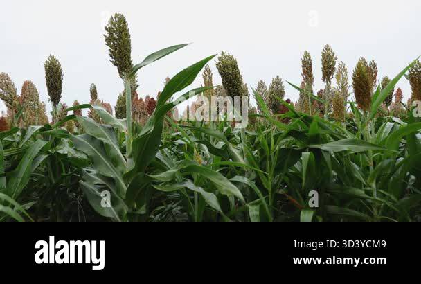 A close-up view shows the dense seed heads of a sorghum crop rising ...