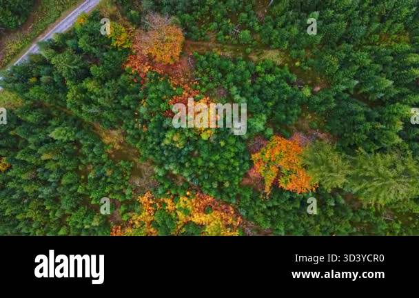 A stunning aerial view reveals a forest bursting with colors of fall ...