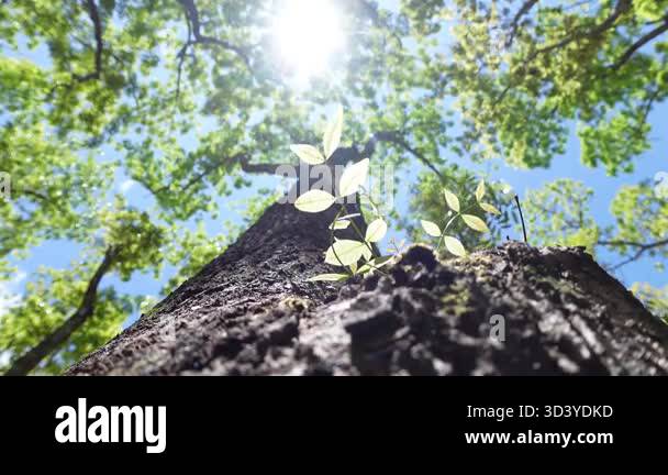 Close up of young green leaves growing on a tree trunk, beautifully lit ...