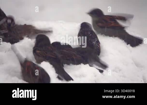 Sparrows in bird bath Stock Videos & Footage - HD and 4K Video Clips ...