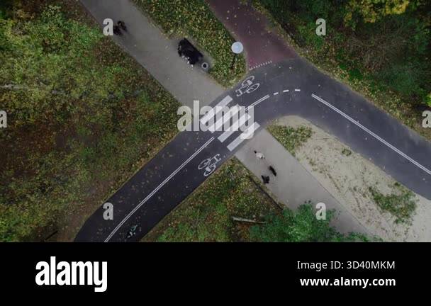 Road in middle of dense green forest. Car is driving along highway in ...