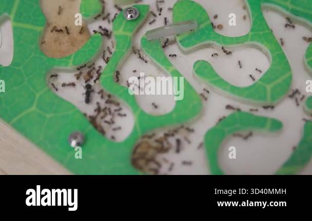 Ants in transparent ant farm tunnels showing colony activity, teamwork ...