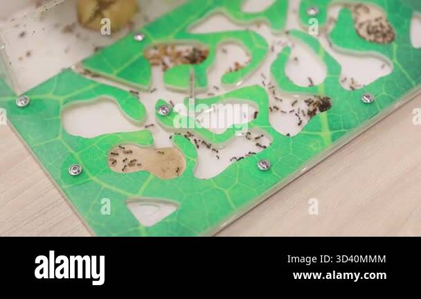 Ants in transparent ant farm tunnels showing colony activity, teamwork ...