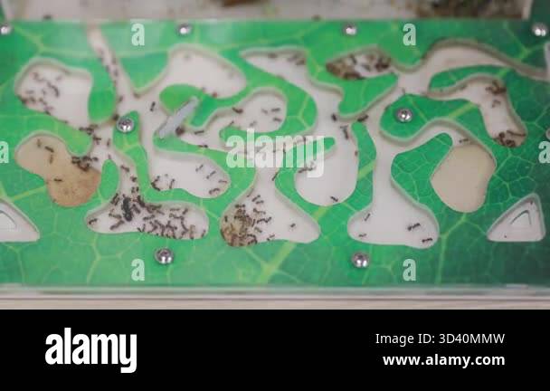 Ants in transparent ant farm tunnels showing colony activity, teamwork ...
