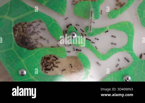 Ants in transparent ant farm tunnels showing colony activity, teamwork ...