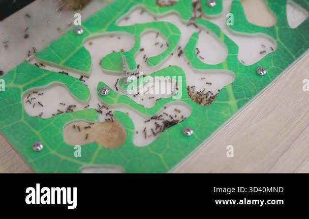 Worker ant carrying pupa Stock Videos & Footage - HD and 4K Video Clips ...