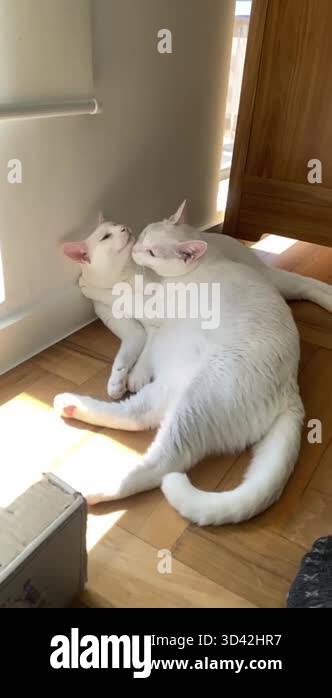 Our two white cats being cute and affectionate with each other - they ...