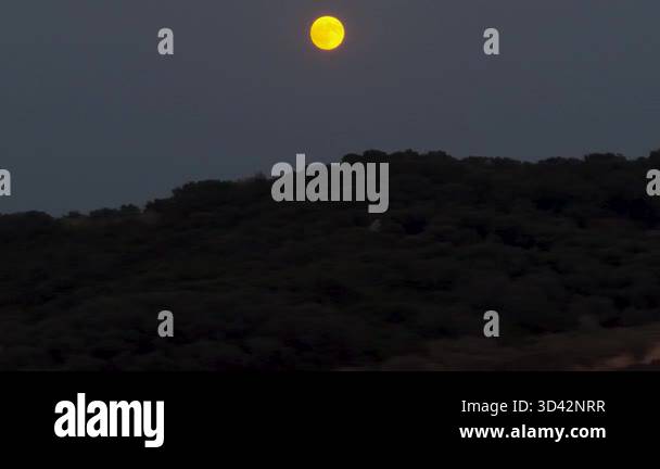 Close-up telephoto shot of a large, golden full moon rising in a dark ...