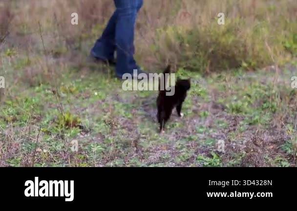 Defocus cute black and white kitten walks in a yellow meadow among dry ...