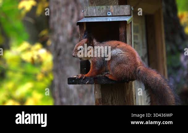 Squirrel sitting on a wooden feeder and eating seeds during a light ...