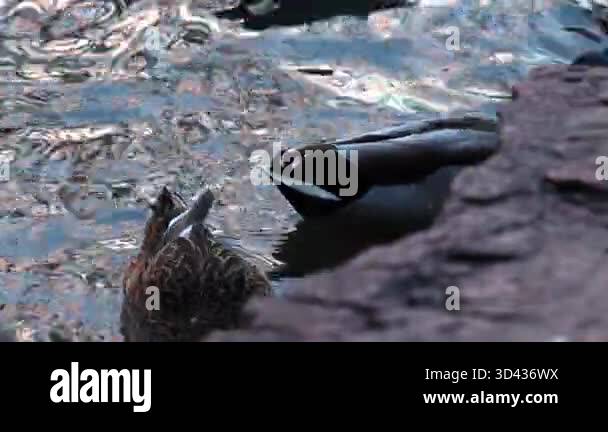 Beautiful mallard duck swimming gracefully on calm water, reflections ...