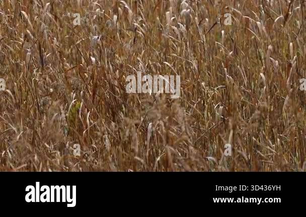 Reeds moving in the wind under falling rain, wet leaves and raindrops ...