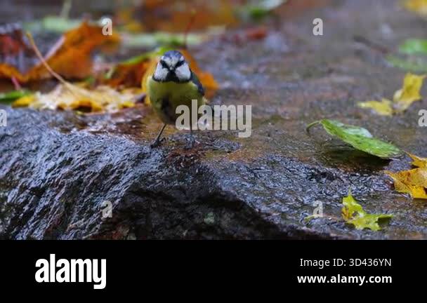 Great tit bird sitting on a wet tree branch in autumn rain, soaked ...