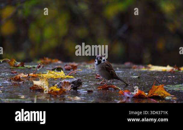 Great tit bird sitting on a wet tree branch in autumn rain, soaked ...