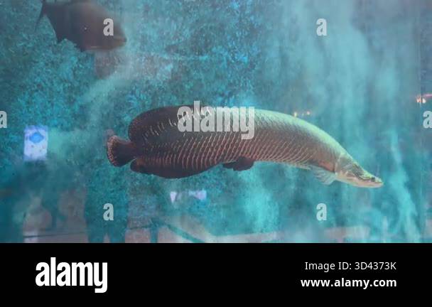Giant Arapaima Fish Swimming in Aquarium Tank with Blue Underwater ...