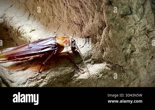 Close-up of a cockroach resting on the rough surface of an old ...