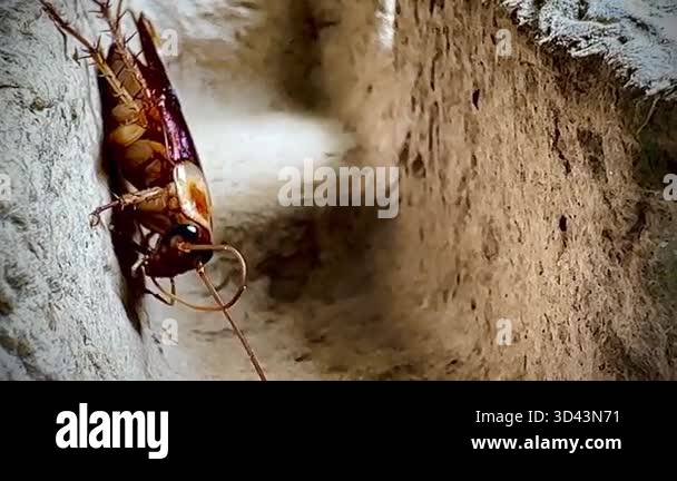 Close-up of a cockroach resting on the rough surface of an old ...
