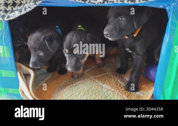 Puppies family in box. Dog shelter. Pets little cute black puppy and ...
