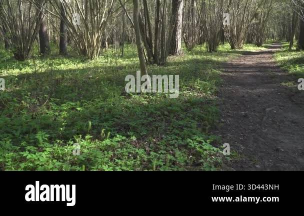 A forest panorama reveals hazel bushes and pine trees shading vibrant ...