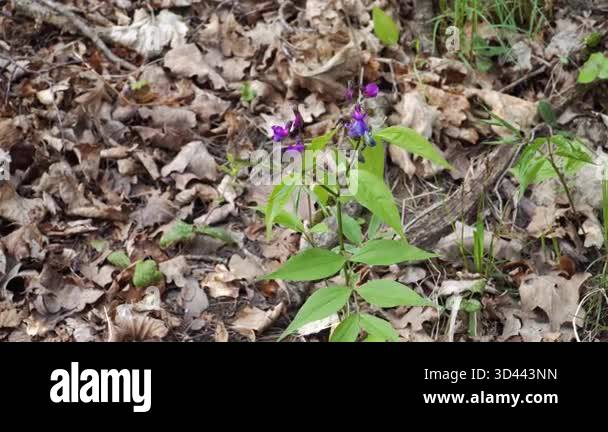 Spring-Vetch (Lathyrus vernus L.) plant emerges in vivid purple bloom ...