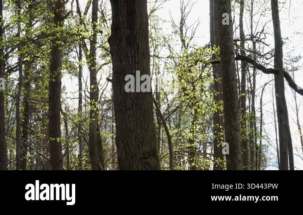 A panoramic upward view of tall oak tree in spring, them fresh green ...