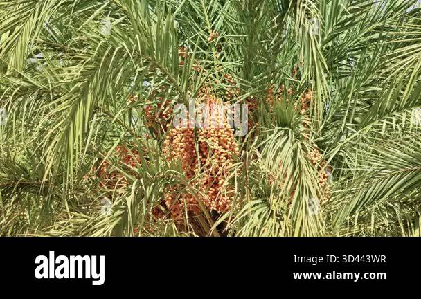 Date palm tree branches clusters Stock Videos & Footage - HD and 4K ...