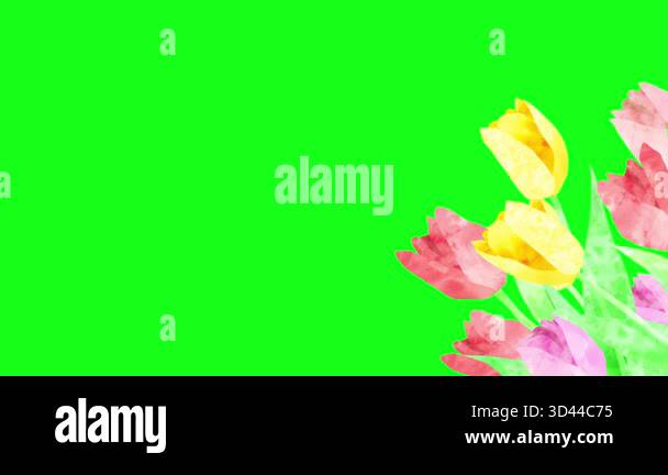 Looping Watercolor Tulips Animation on Green Screen Stock Video Footage ...