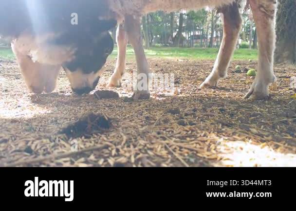Oats field sheep Stock Videos & Footage - HD and 4K Video Clips - Alamy