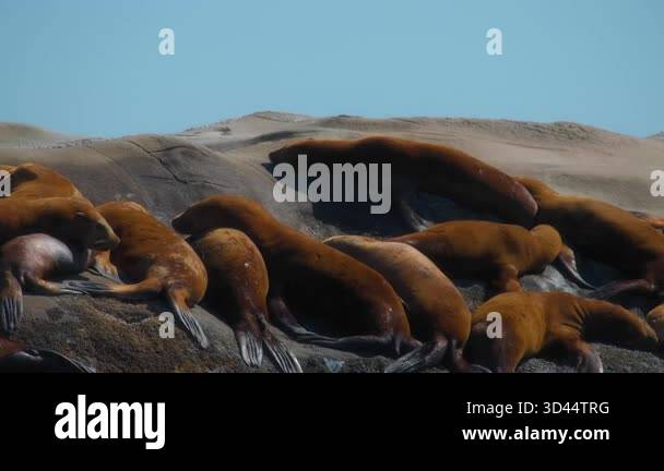 Colony of seals sunbathing on the rocks near the island shore. Slow ...