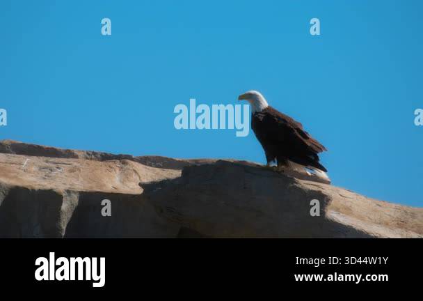 Bald eagle in the wild, against blue sky background. Slow motion Stock ...