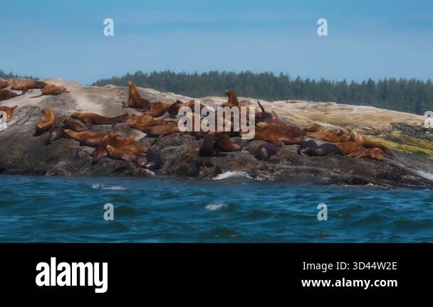 Colony of seals resting on the rock near the pacific ocean shore. Slow ...