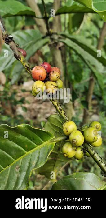 Close-up view of fresh, ripe Robusta coffee cherries on an organic farm ...