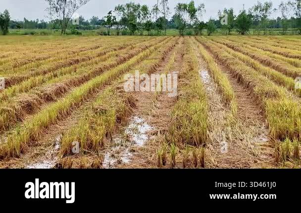 Rice farm stubble in Stock Videos & Footage - HD and 4K Video Clips - Alamy