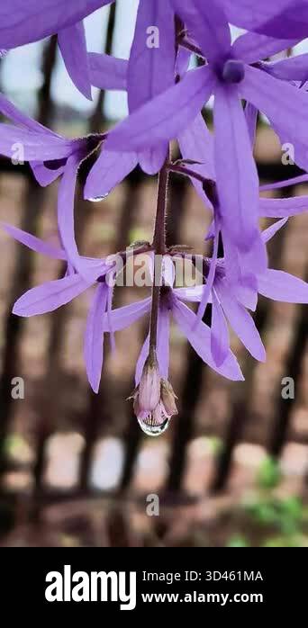Beautiful Purple Wreath Sandpaper Vine Flower Close-up with Rain ...