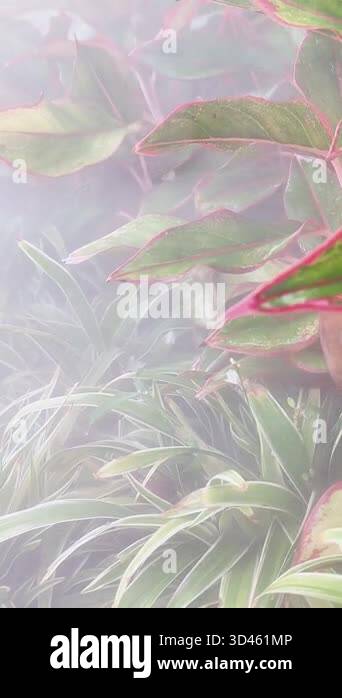 Magical Deep Foggy Forest Landscape with Lush Green Tropical Plants and ...