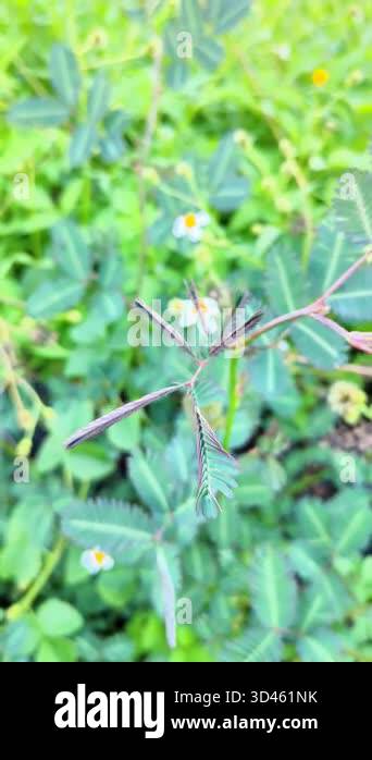 Delicate Green Sensitive Plant Foliage Closing Up Amazing Nature ...