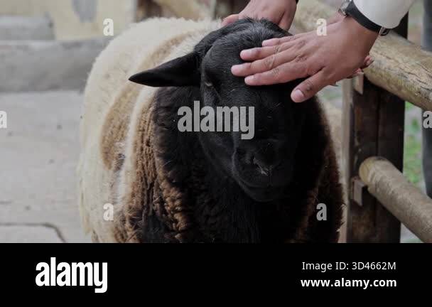 Close-up of a persons hands softly touching a black-faced sheep with ...