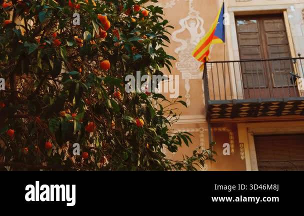 Placa del Pi, a charming square located in the Gothic Quarter in ...