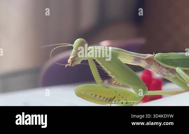 Close-up video footage of a large green praying mantis meticulously ...