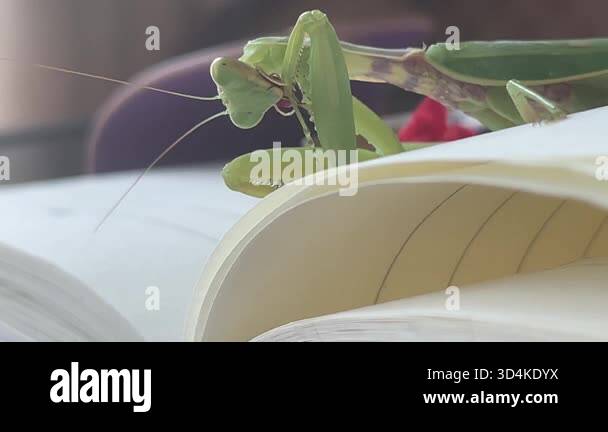 A large green praying mantis, an exotic insect, meticulously washing ...