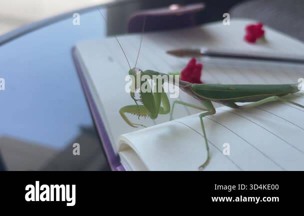 Close-up video footage of a large green praying mantis meticulously ...