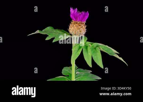 Beautiful Time Lapse of Blossoms Purple Flower of Persian Cornflower ...