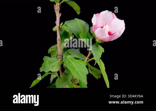 Hibiscus Blossoms. Opening Beautiful White Hibiscus Flowers on Black ...