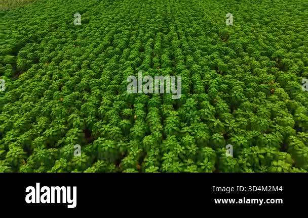 An expansive field bursts with vibrant green plants under the bright ...