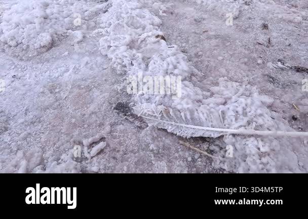 Kuialnyk Estuary, Sodium chloride - table salt crystallized on a bird ...