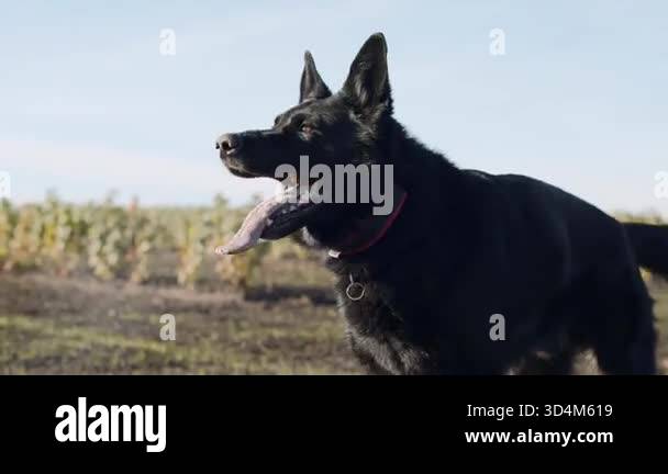 Expert shepherd dog demonstrates skills in open field while working ...