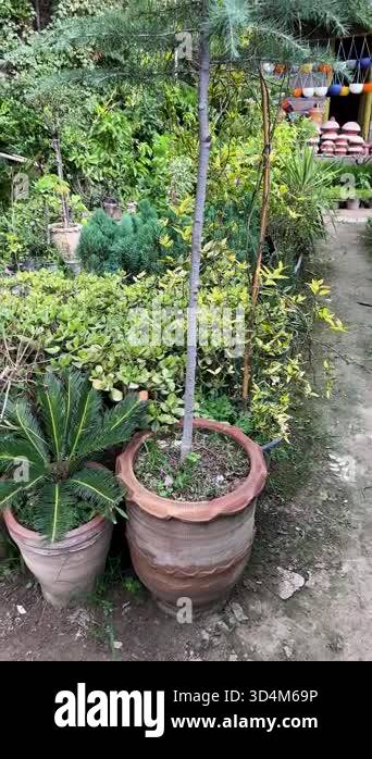 Potted Cedar Conifer Tree in Terracotta Planter at Garden Nursery Stock ...